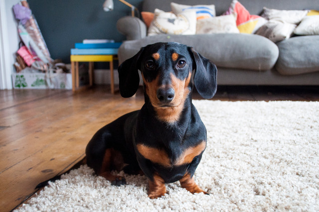 Expert Tips for Choosing the Right Pet for an Apartment or Small Home ...