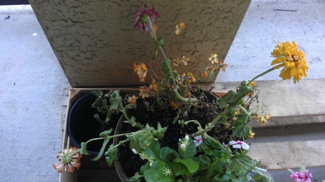 Zinnias wilting and drying