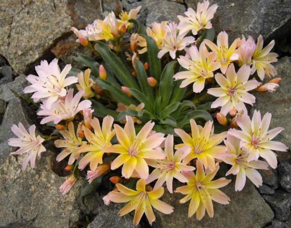 Who Has Lewisia cotyledon in Stock?