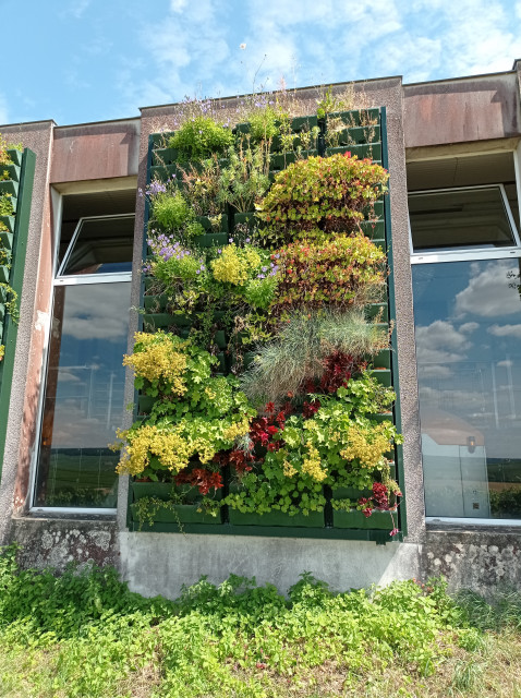 Végétaux naturels - Façade végétalisée / Mur végétal extérieur ...