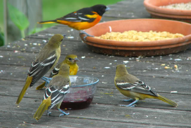 Oriole family photos......