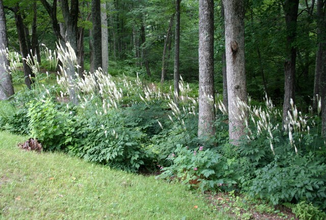 Great Design Plant: Actaea Racemosa
