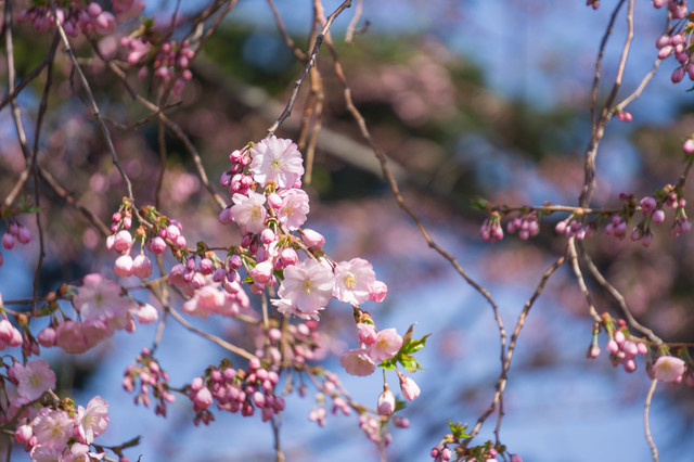 The Best Trees to Plant for Spring Interest | Houzz IE
