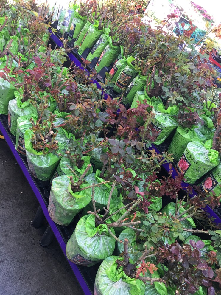 Walmart roses a lot better