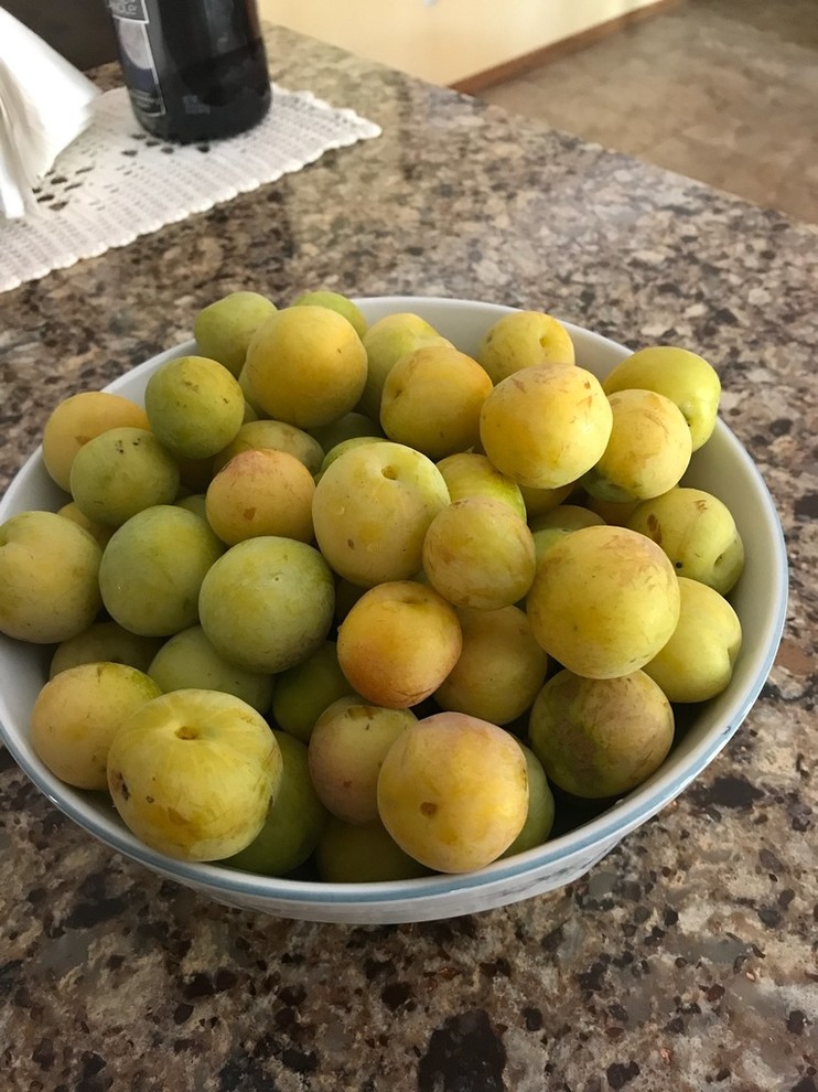 Brookgold Plum has finally fruited!