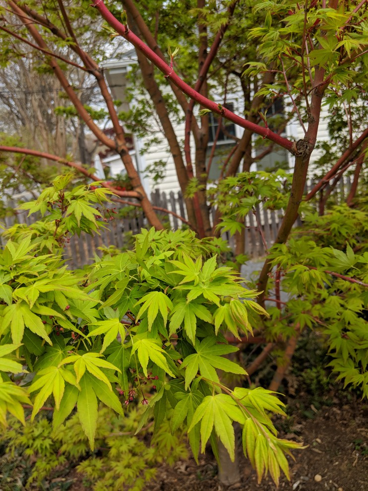 What type of tree?