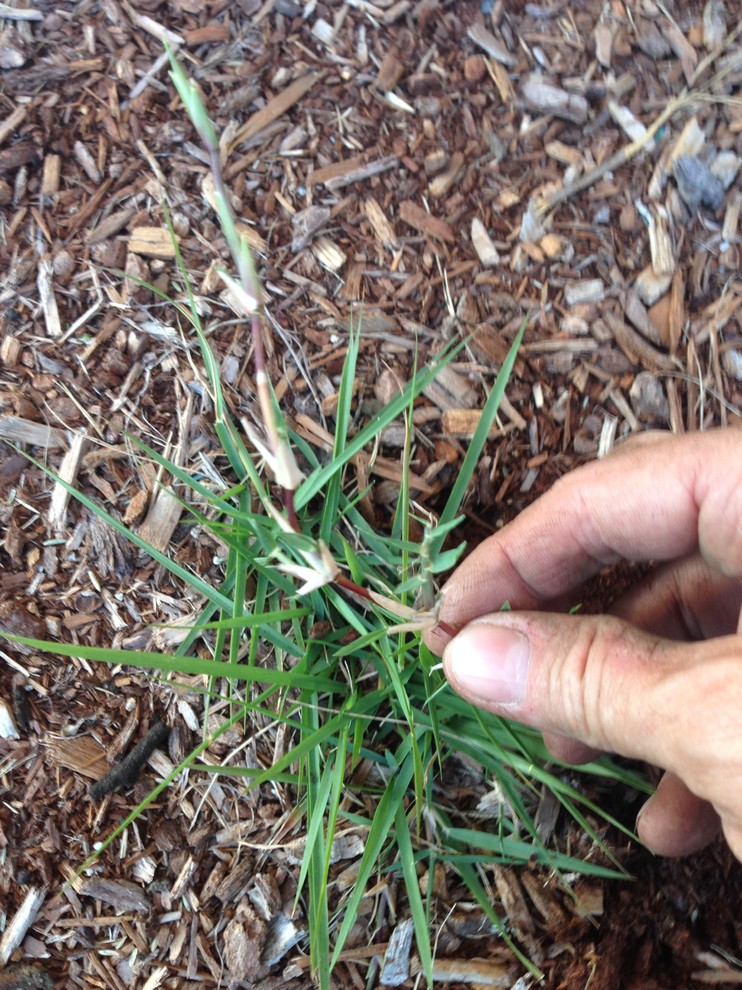 Need help identifying this vine-like grass