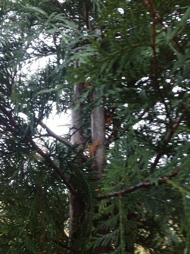 RE: Pruning Green Giant Arborvitae