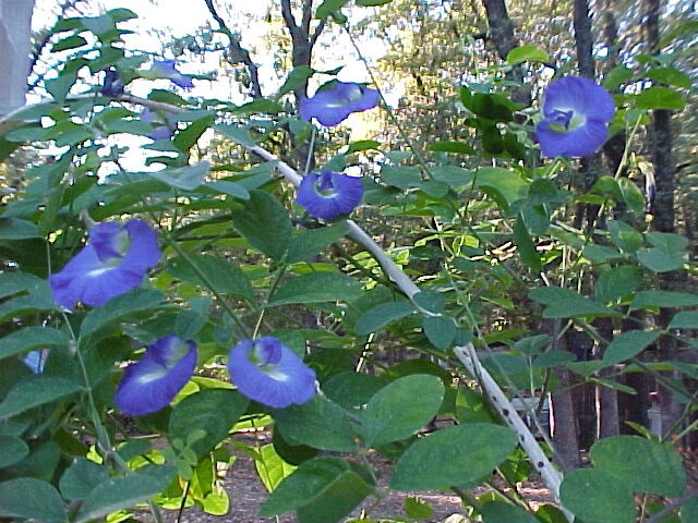 WANTED: Candlestick Tree Seeds