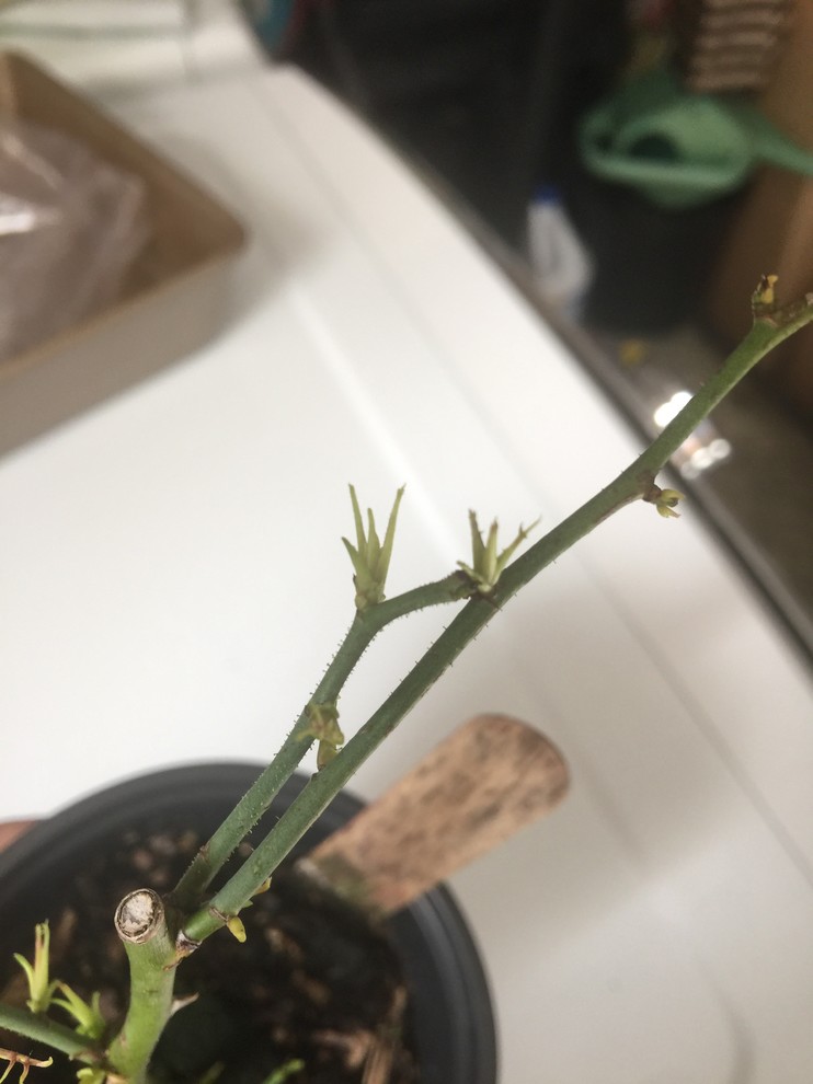 What is this?? (Very deformed leaves)