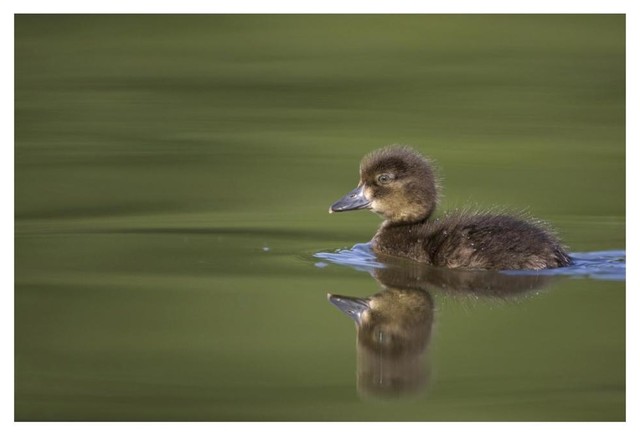 "Tufted Duck young, swimming on lake, Bambois, Belgium" Paper Art, 20 ...