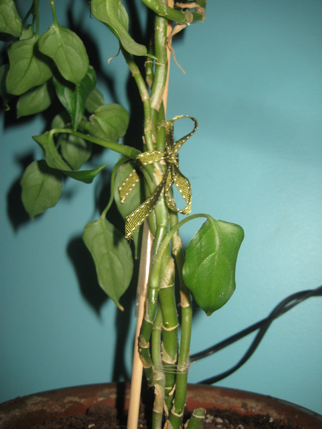 What is this plant? Bamboo like stem