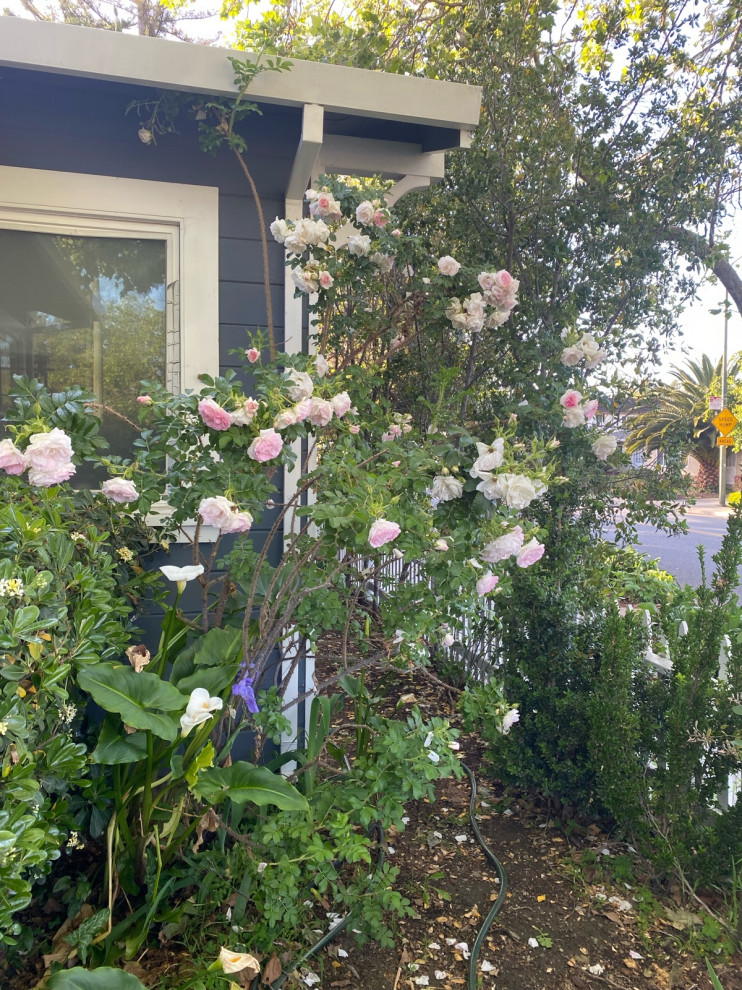 help identifying rose?