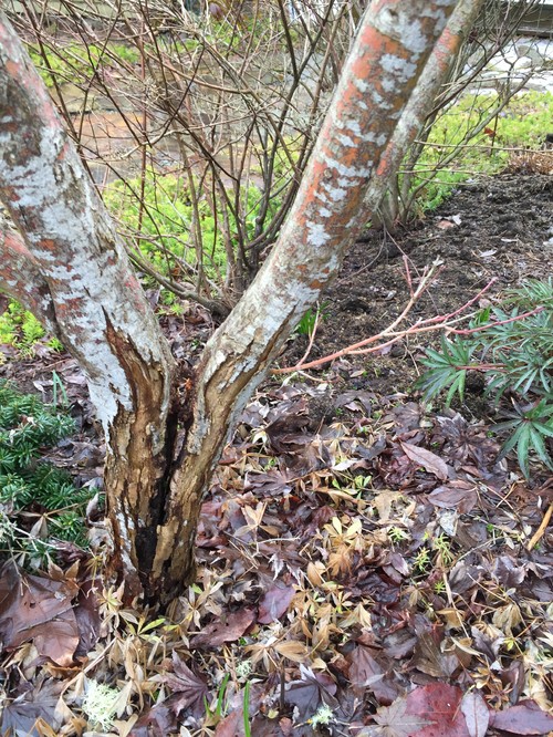 Trunk split on my Red Bark Maple - Help!