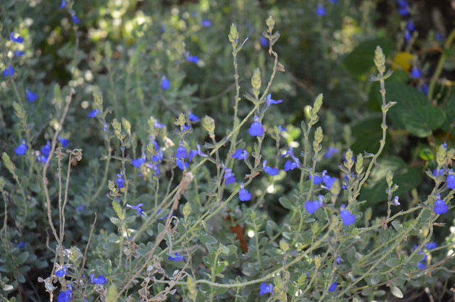 Germander Sage Makes a Versatile Flowering Ground Cover