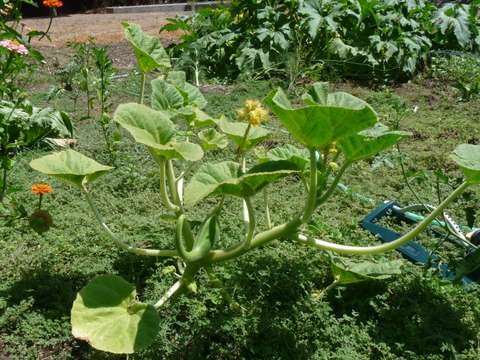 yellow tube flower and seed pod