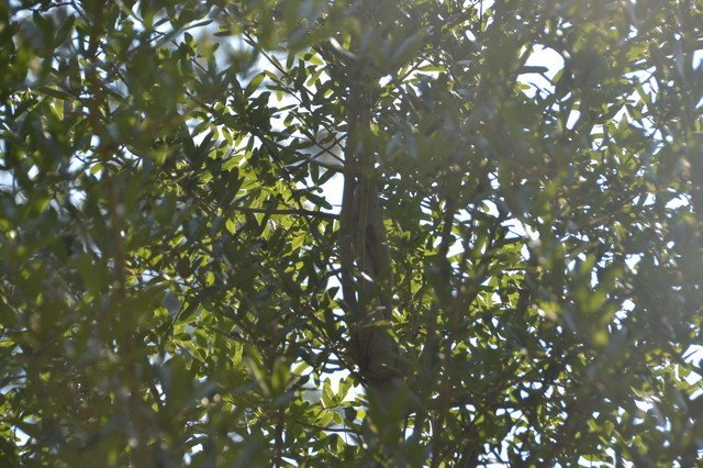 Three main branches twisting together on top of oak tree - CUT??