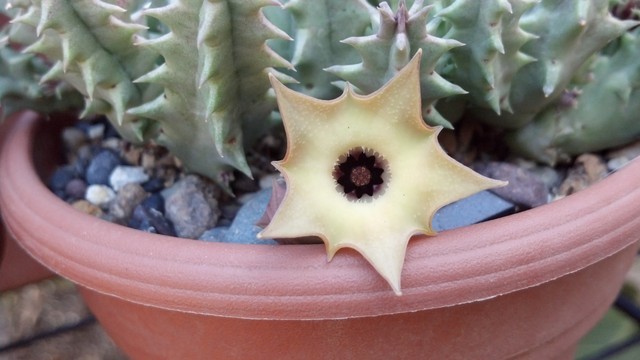 Huernia Identification