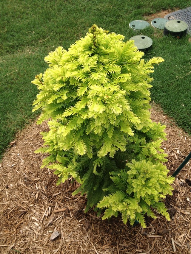 Dwarf Bald cypress 'Jim's Little Guy'