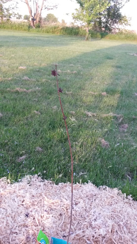 Bare root Red Maple, Still hope?