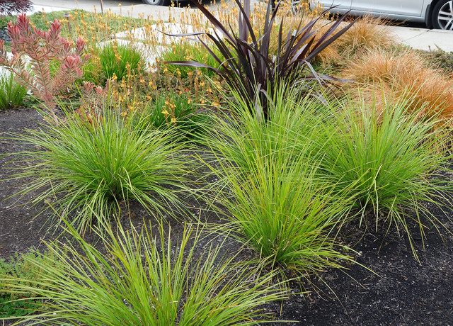 Versatile Breeze Mat Rush Sails Into Drought-Tolerant Yards