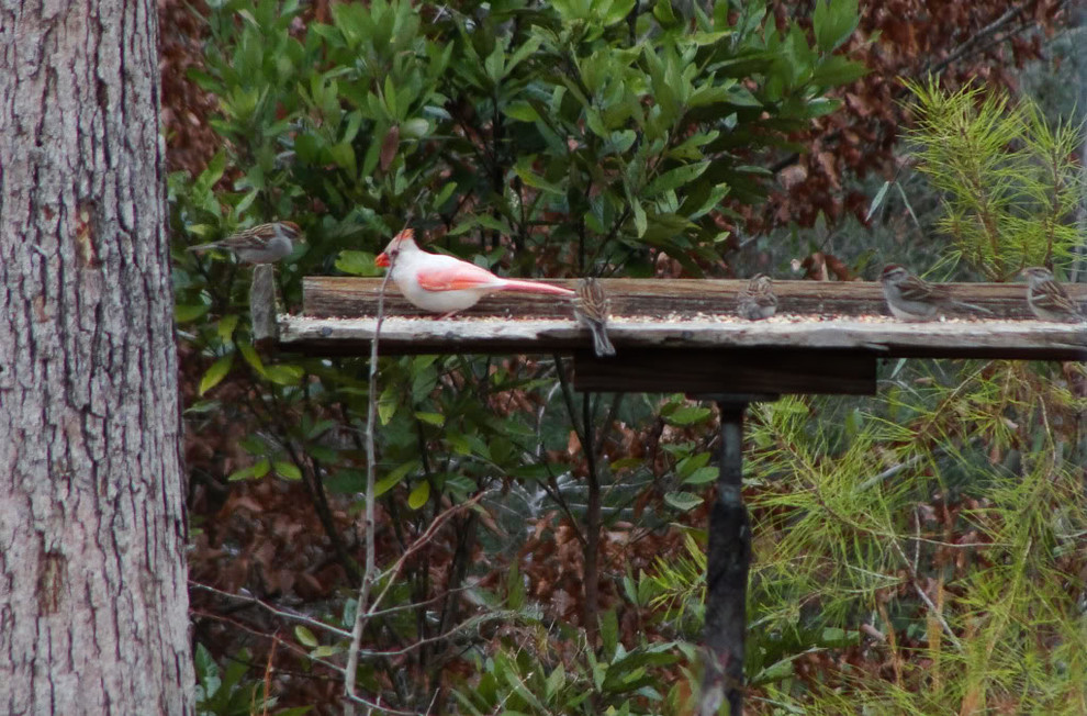 An 'albino' cardinal !? - 3 photos