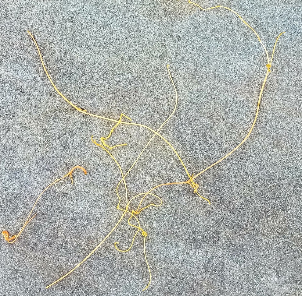 ID Bizarre tiny yellow stringy thing (No leaves)