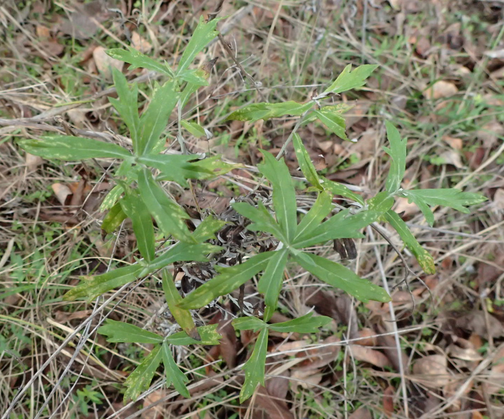 Tall Stems With Trident Leaves?