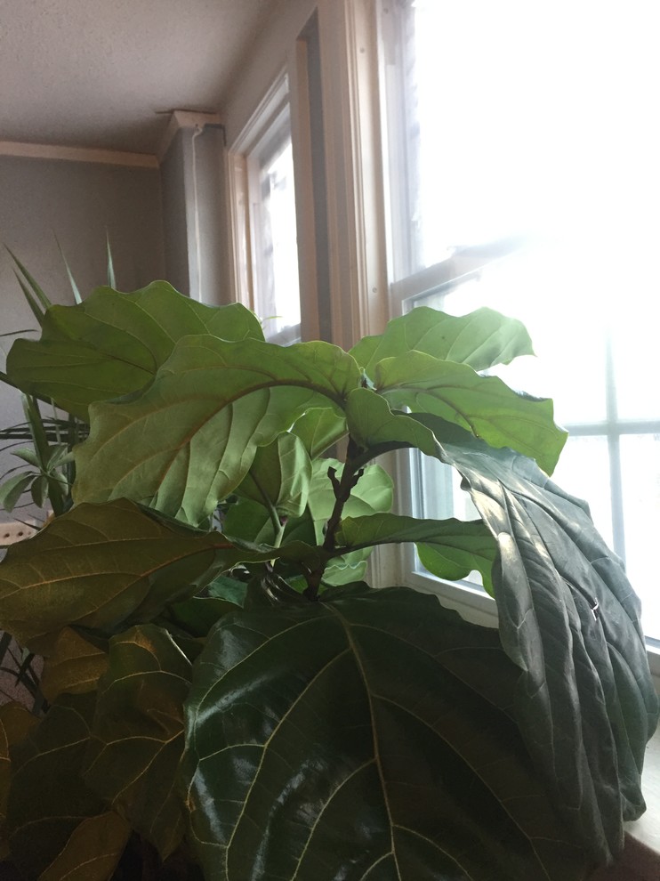 Drooping Fiddle Leaf Fig