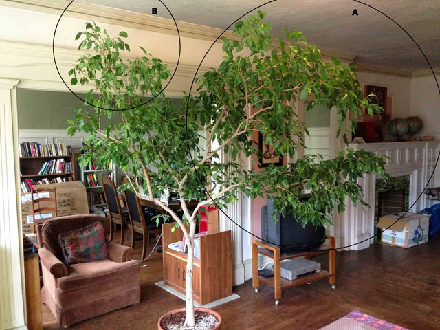 Branch pruning, Ficus Benjamina