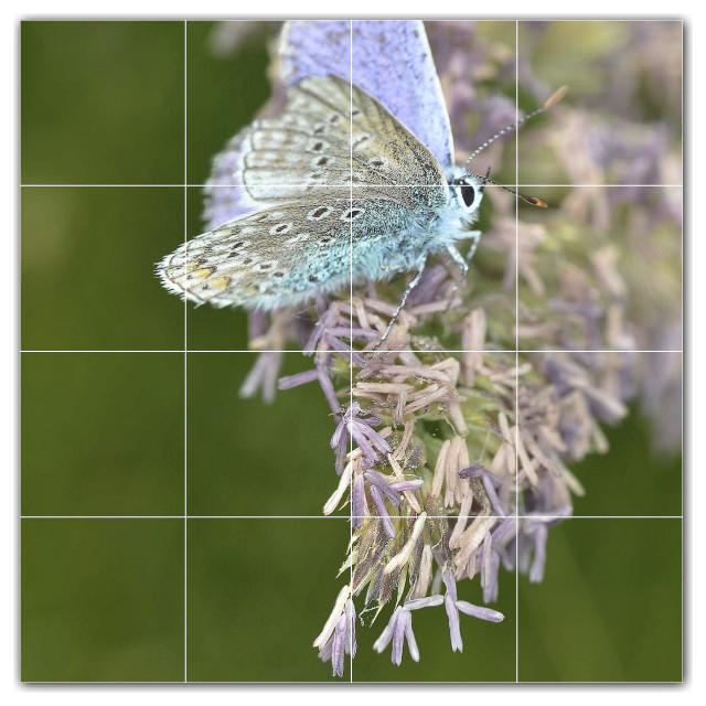 Butterfly Ceramic Tile Wall Mural HZ500298, 48" Wide x 48" High ...