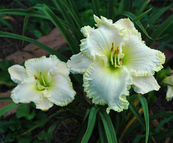 Favorite Near White Daylilies