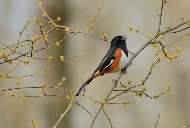 I Lavori di Febbraio in Giardino e in Terrazzo