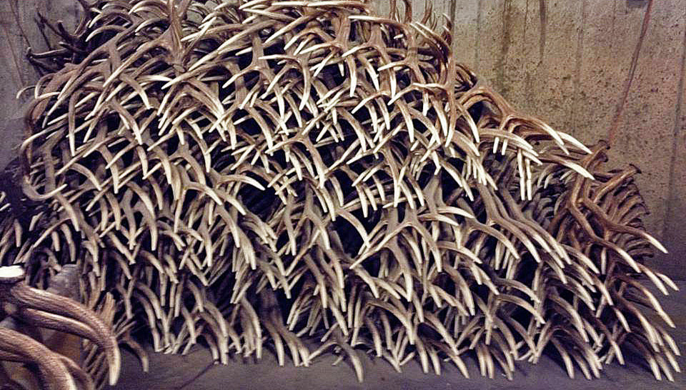Got antler? We do!!