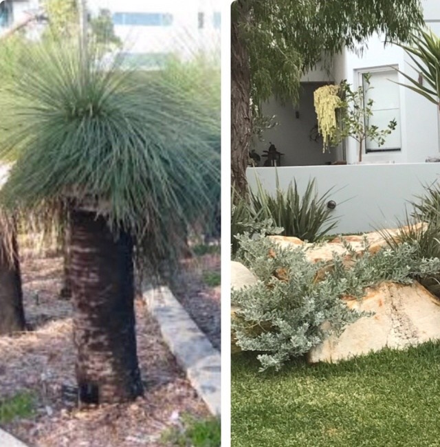 Screening plant to compliment feature grass trees | Houzz AU