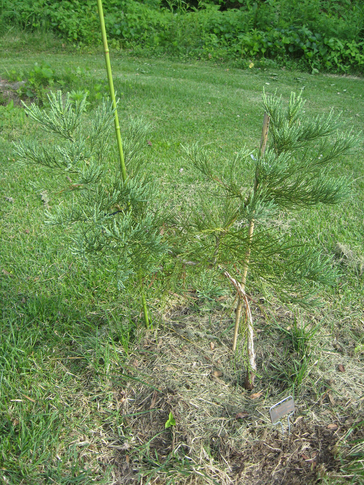 Sequoia giganteum pendula, maybe not?