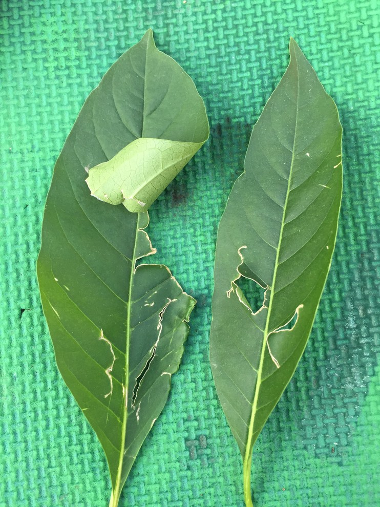 What is tearing the leaves of my plants? | Houzz Forum