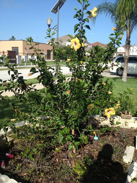 Shaping a hibiscus tree