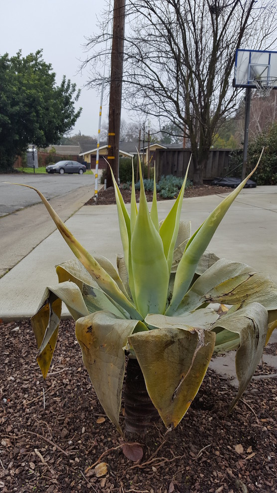Agave still alive after cold temps?