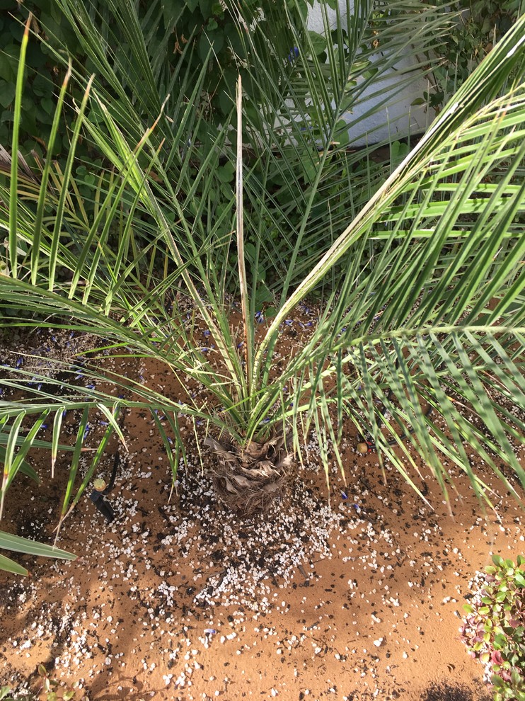 Pygmy Date Palm Multiple Spears
