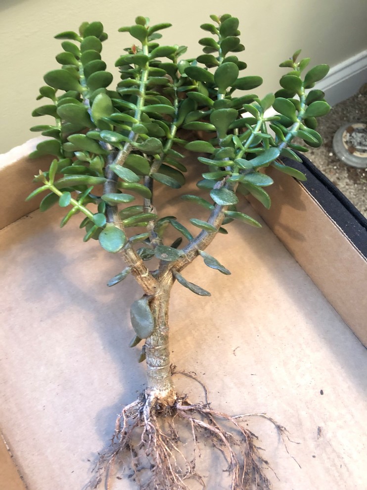does soft trunk = rot on baby jade tree?