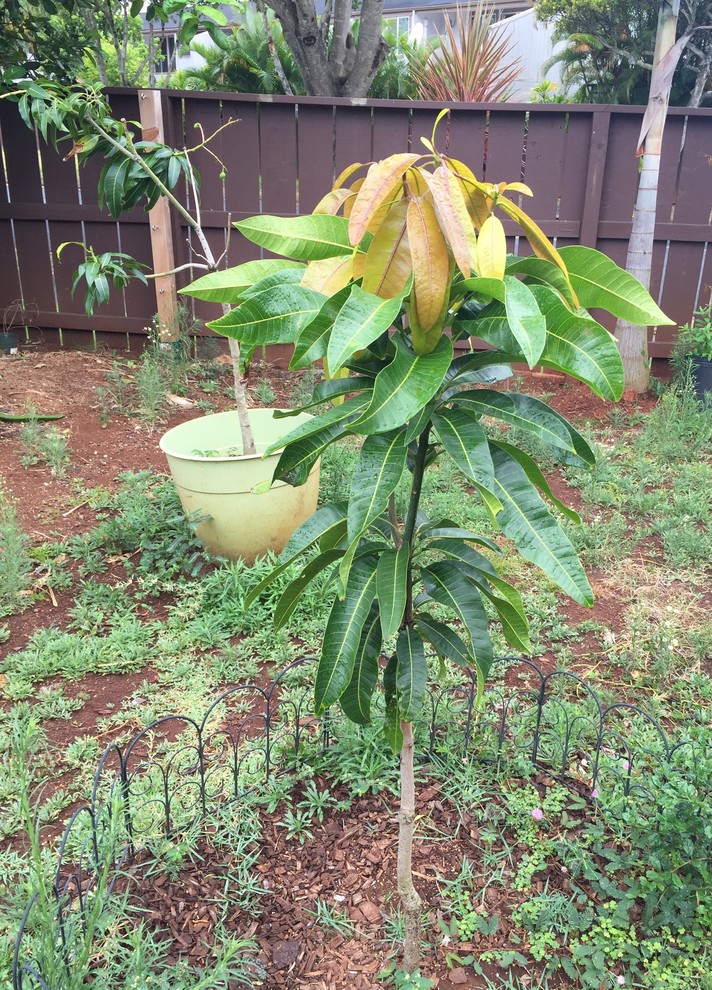 Where To Prune 1 Year Old Mango Tree