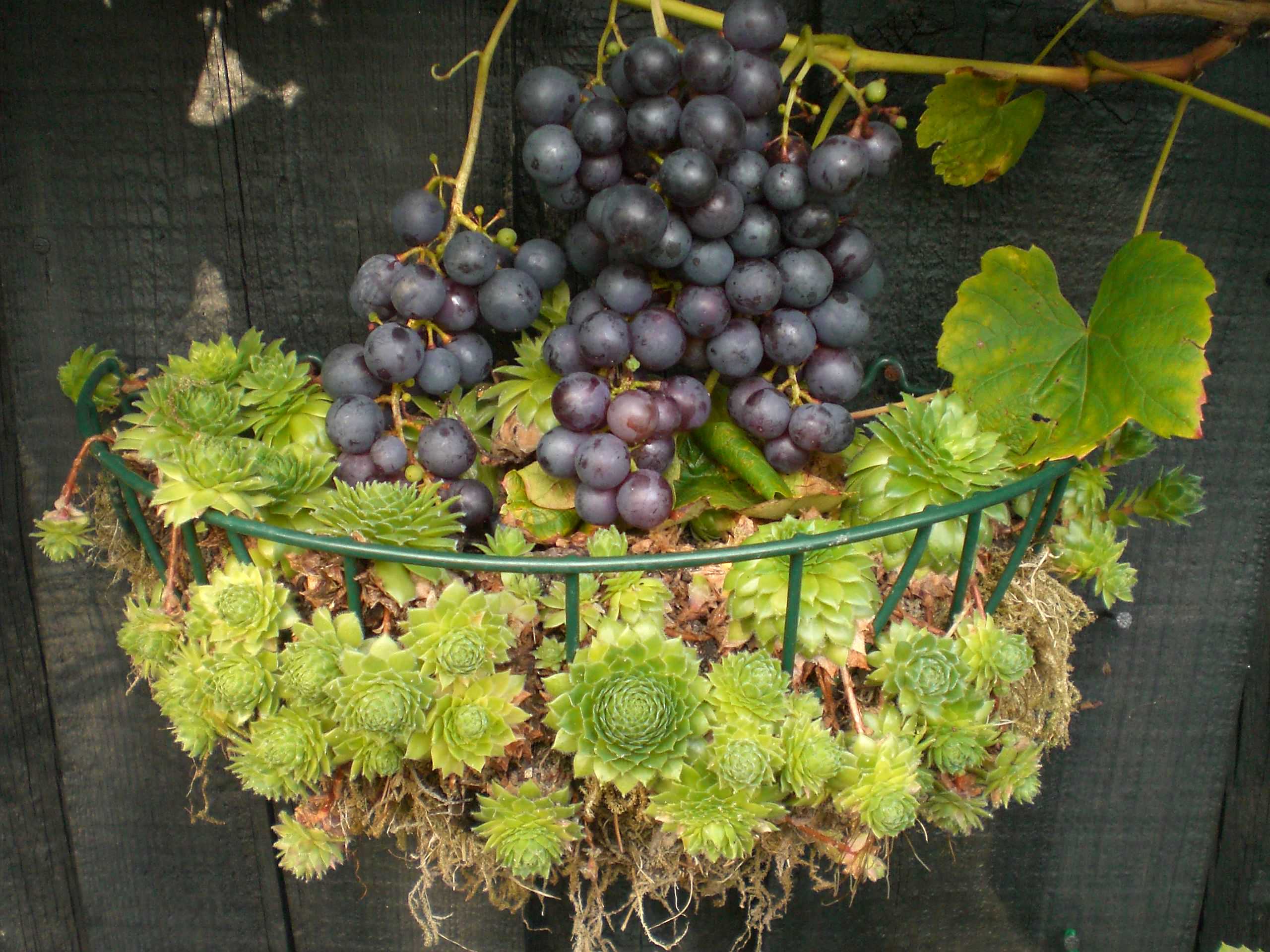 Dyrk vindruer i drivhus med din egen vindrueplante. Lær om beskæring af ...