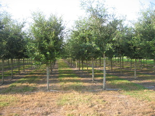 EVERGREEN TREES, INC - Project Photos & Reviews - Alvin, TX US | Houzz