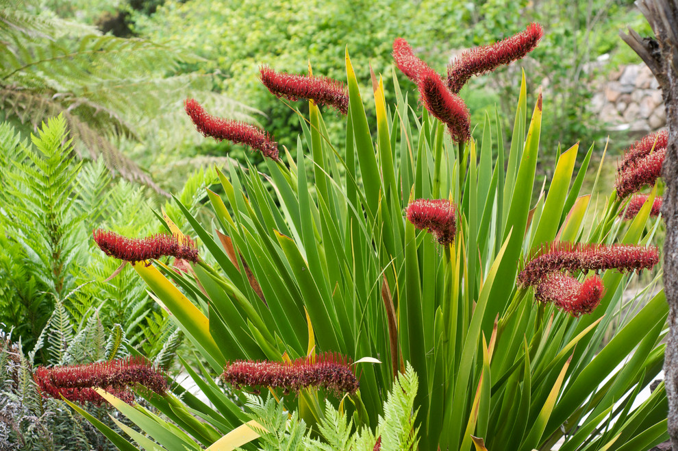 The 12 NZ Native Plants You Need to Know About | Houzz AU