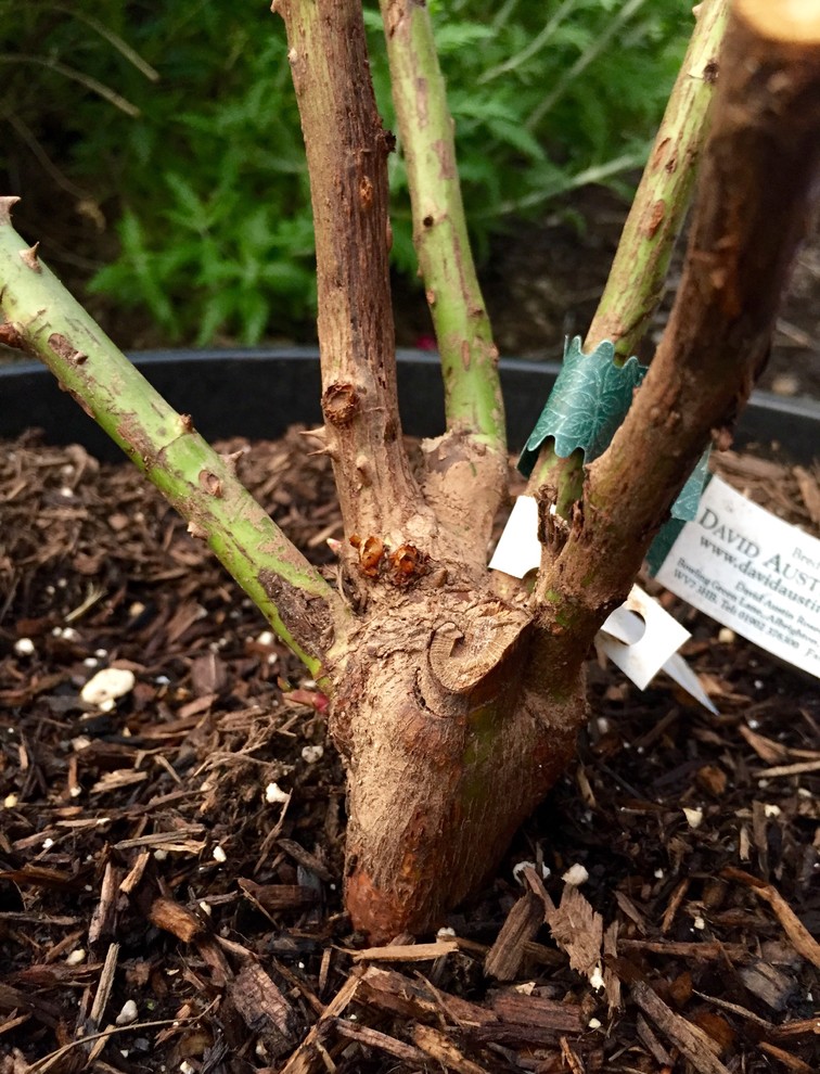 New growth below bud Union?