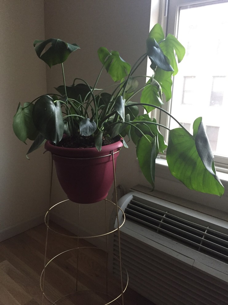 Split leaf Philodendron drooping | Houzz Forum