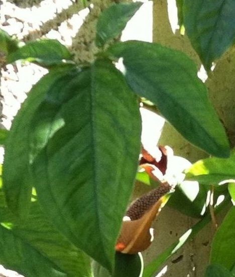 stranger plant with forming fruit