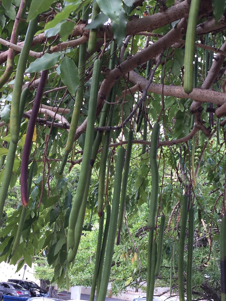 Tree in Puerto Rico with long seed pods.