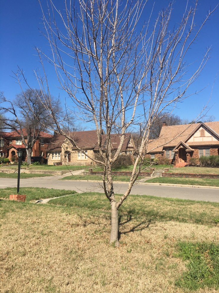 Trimming A Maple Tree